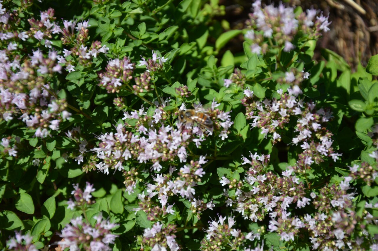 Les végétaux | La Palette Végétale
